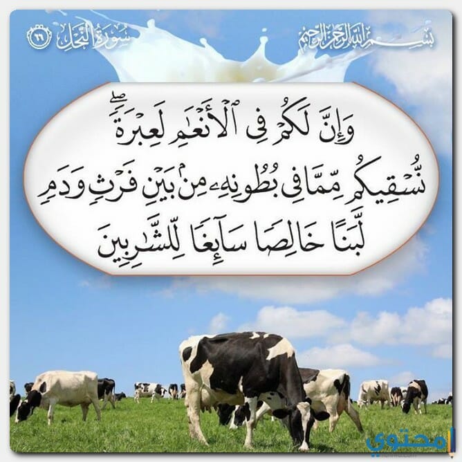 آيات الحيوانات في القرآن الكريم 2025 موقع محتوى